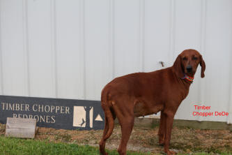 Timber Chopper Kennels - Redbone Coonhounds