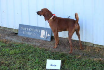 Timber Chopper Kennels - Redbone Coonhounds