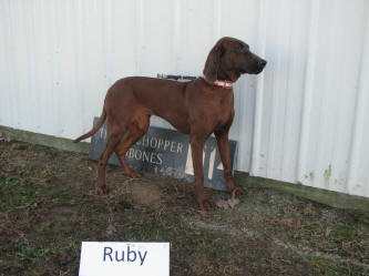 Timber Chopper Kennels - Redbone Coonhounds
